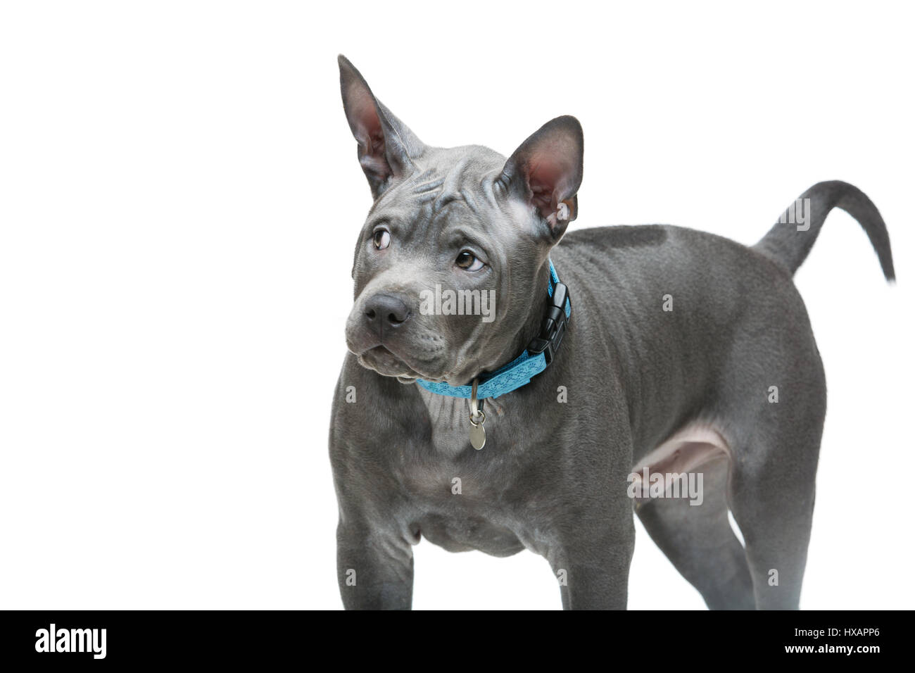 Beautiful blue thai ridgeback 3 months old puppy isolated on white ...