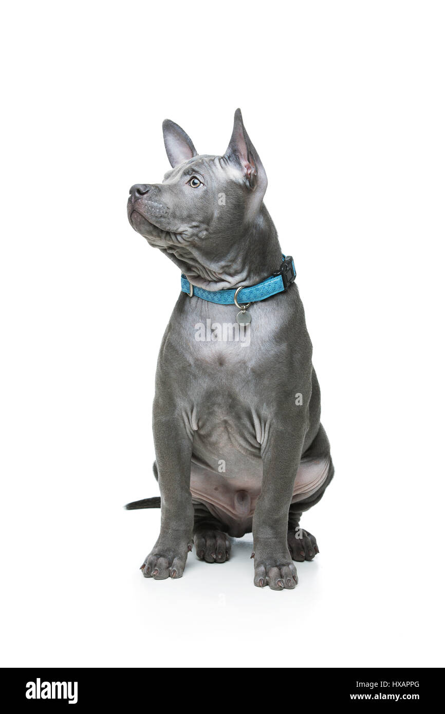 Beautiful blue thai ridgeback 3 months old puppy isolated on white ...