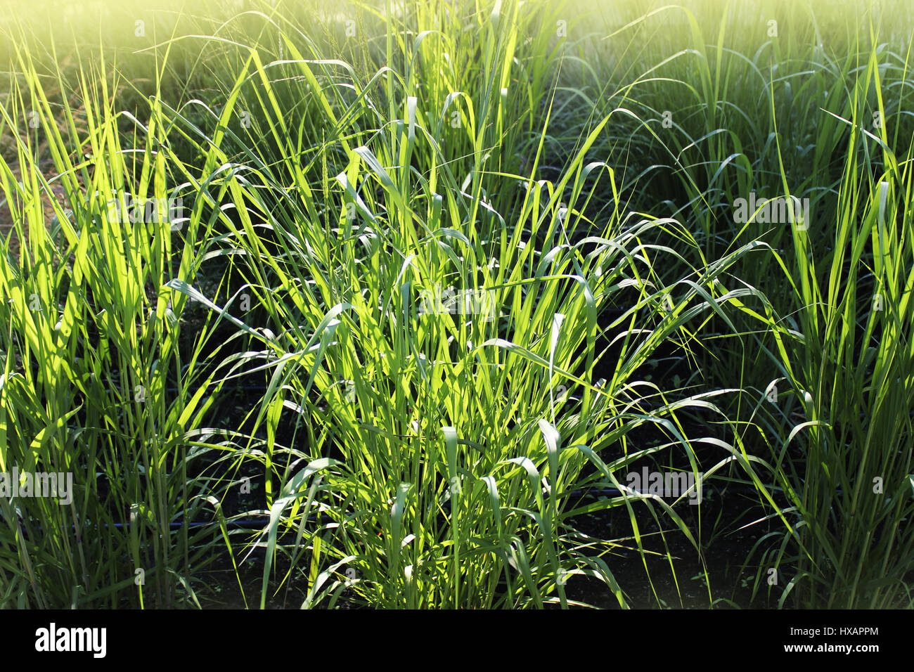 Panicum virgatum, commonly known as switchgrass, is a perennial ...