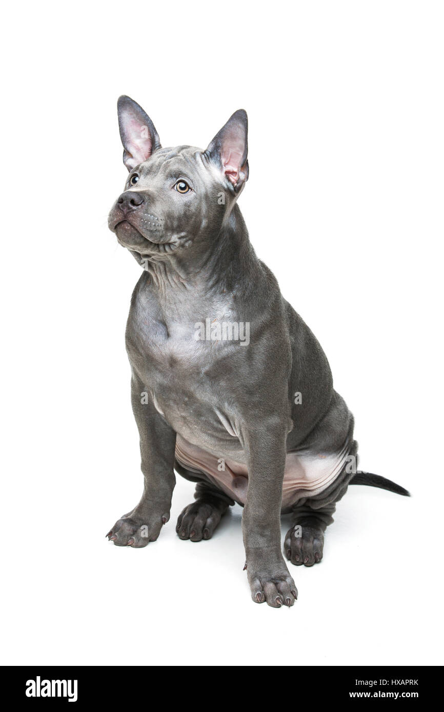 Beautiful blue thai ridgeback 3 months old puppy isolated on white ...