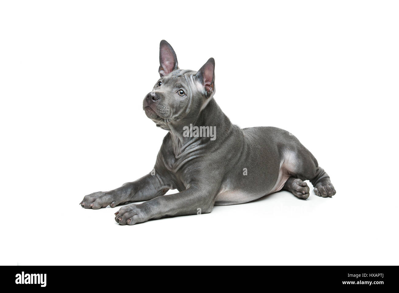 Beautiful blue thai ridgeback 3 months old puppy isolated on white ...