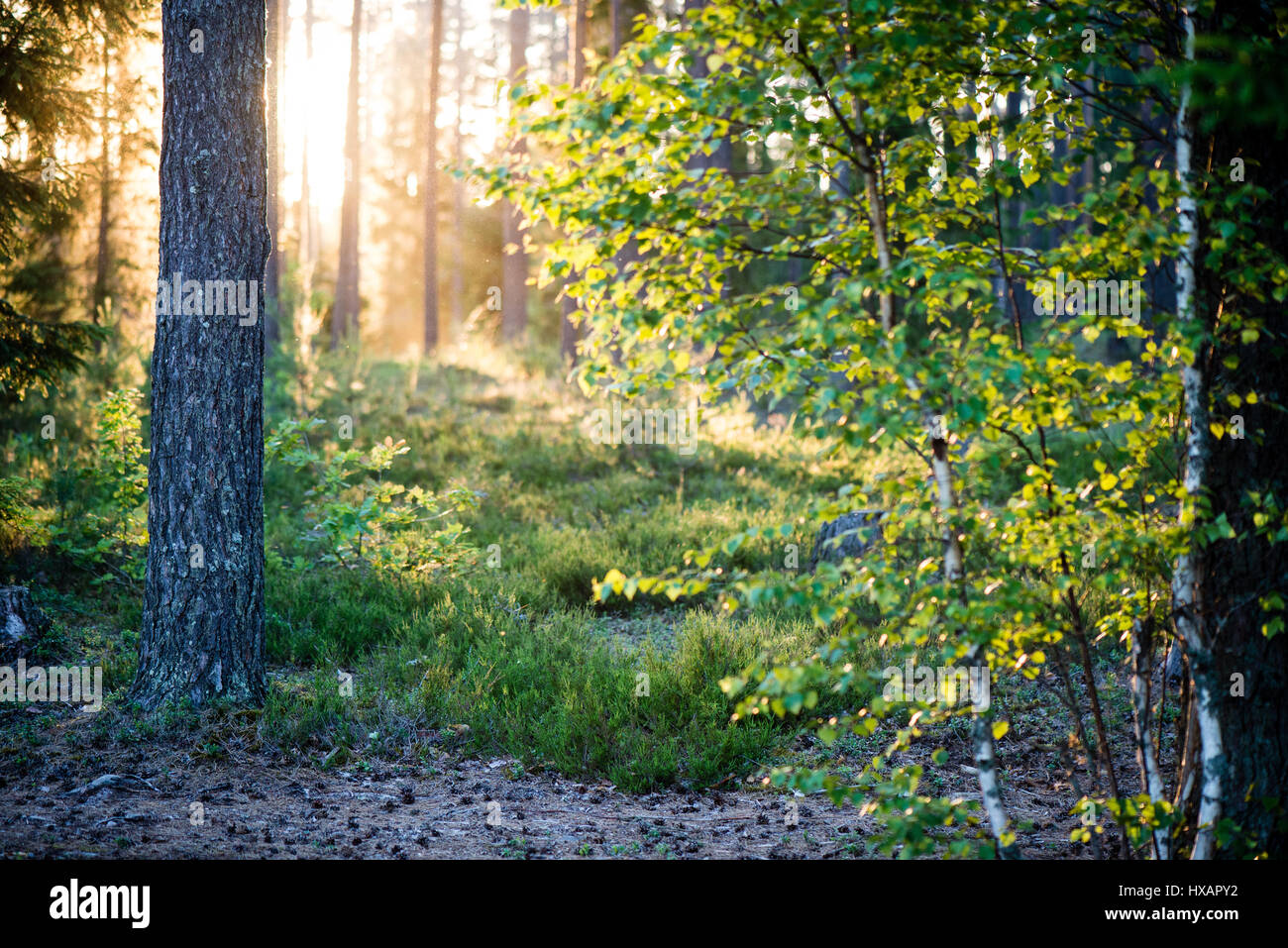 forest trees. nature green wood sunlight backgrounds Stock Photo - Alamy