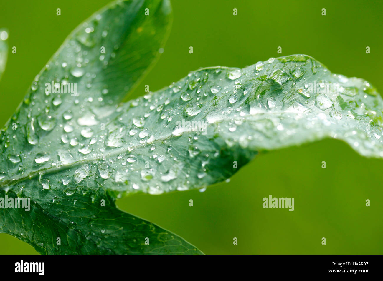 Fern leaf water drops close hi-res stock photography and images - Alamy