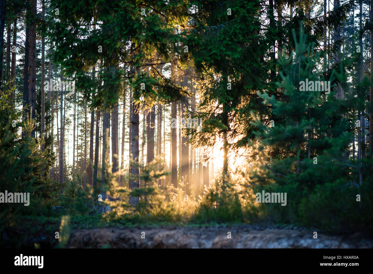 forest trees. nature green wood sunlight backgrounds Stock Photo - Alamy