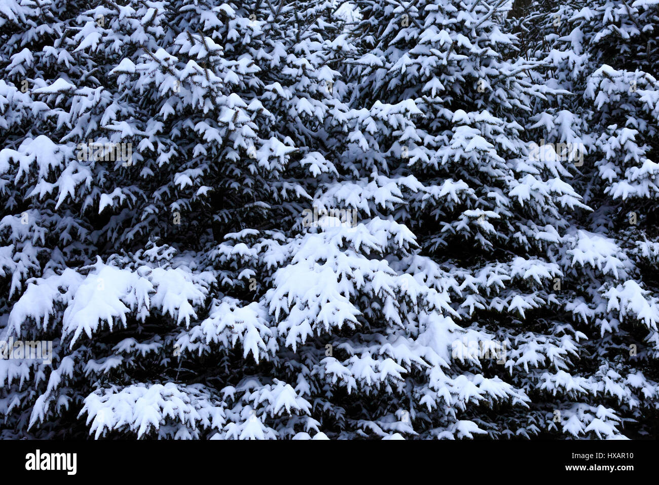 Snow on Pines Stock Photo - Alamy