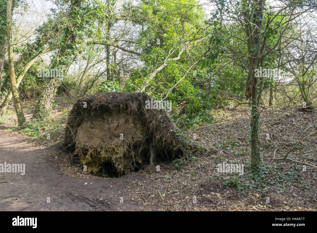 Fallen tree showing root ball in Milton country park Cambridge Stock ...