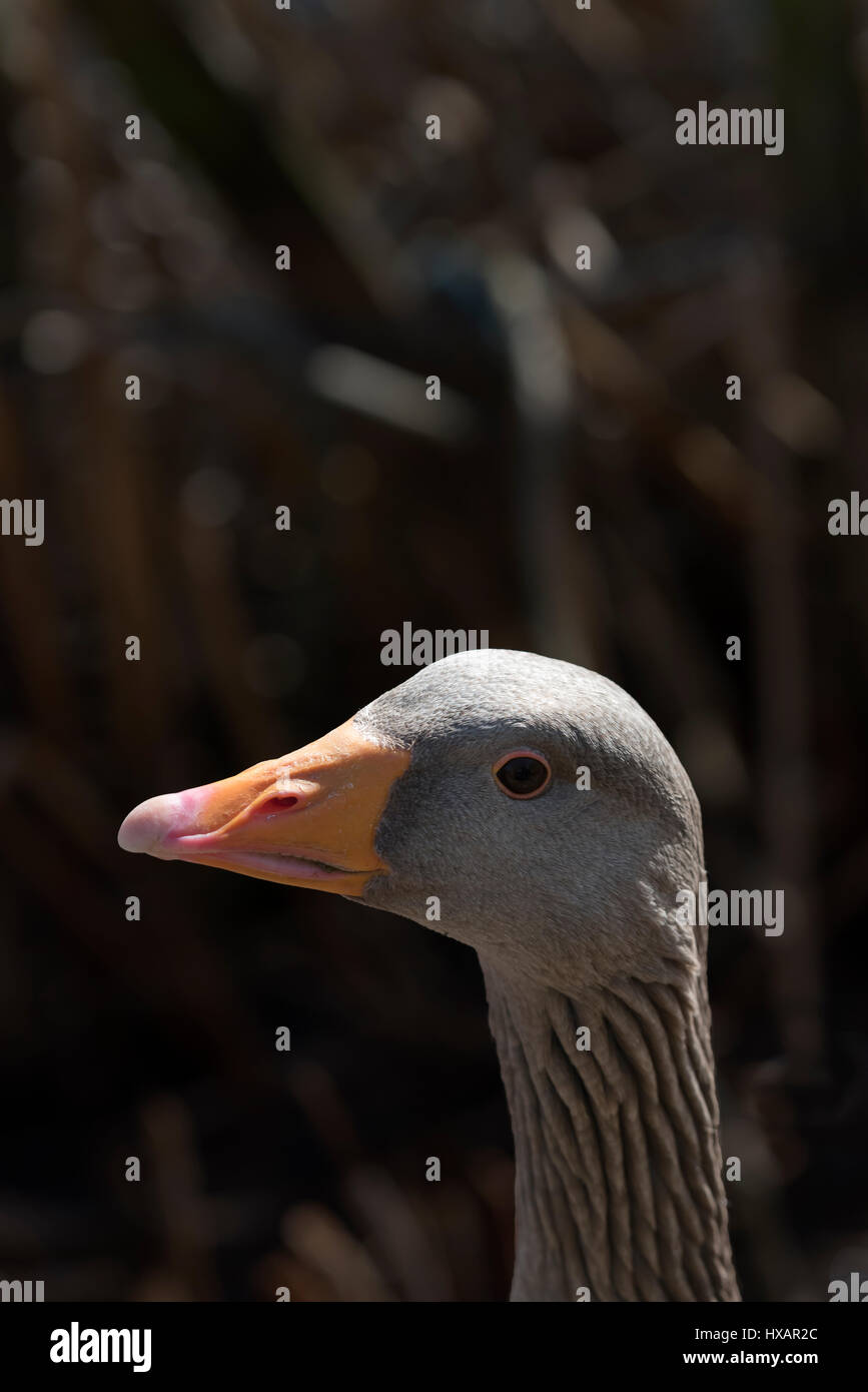 Greylag goose head and neck Stock Photo - Alamy