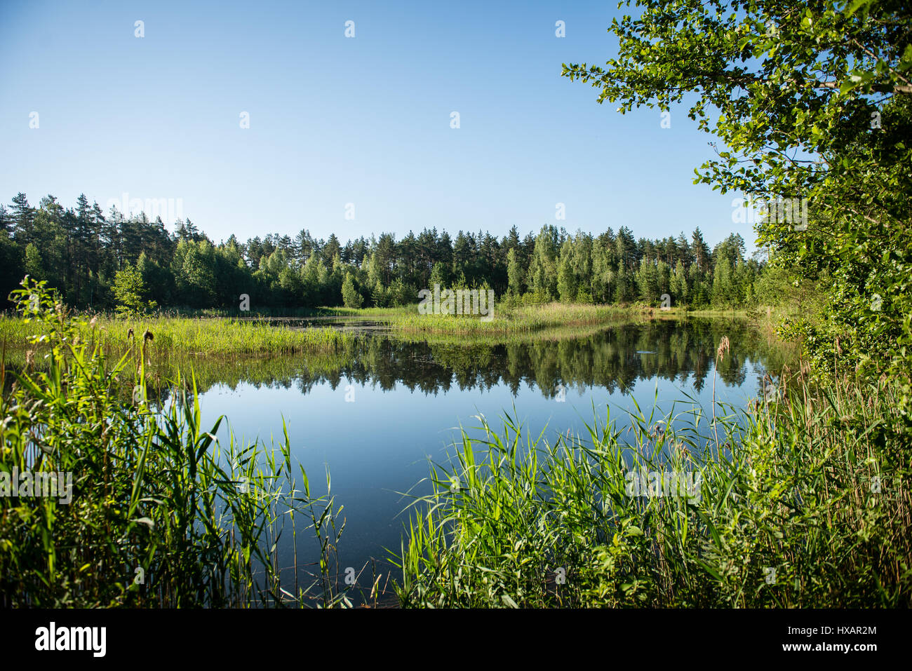 calm river in forest with reflections and trees on both sides of the ...