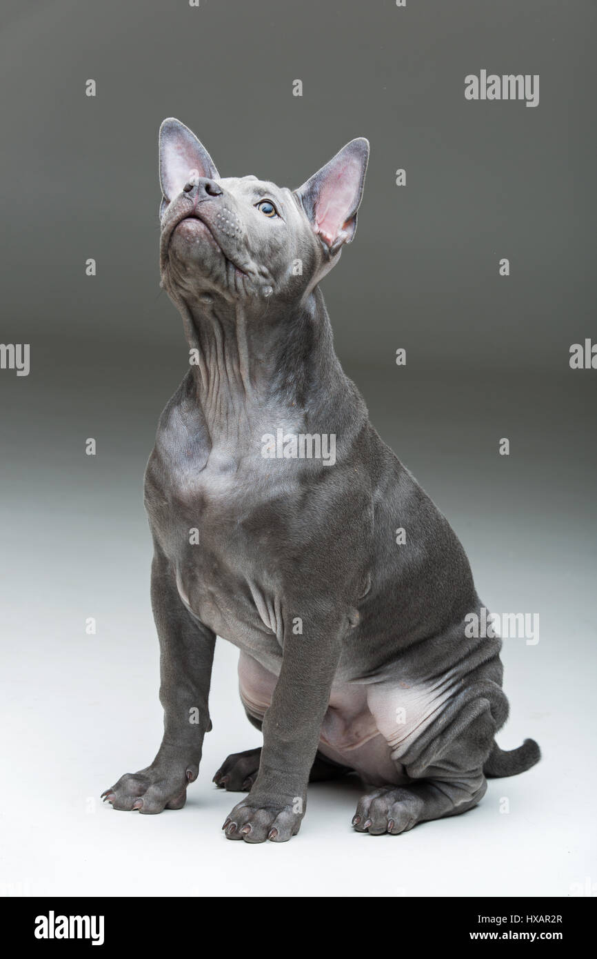 Beautiful blue thai ridgeback 3 months old puppy over grey background ...