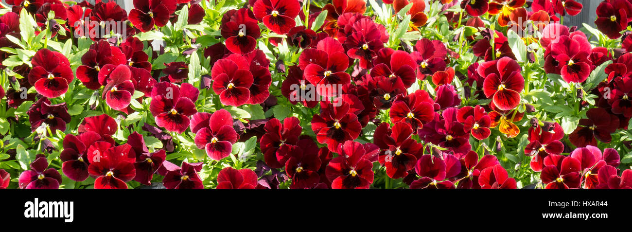 Landscape veiw of deep red winter Violas Stock Photo - Alamy
