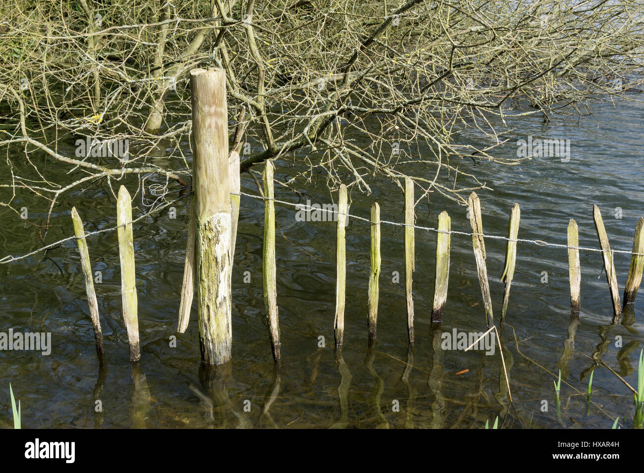Rotting fencing immersed in water Stock Photo - Alamy
