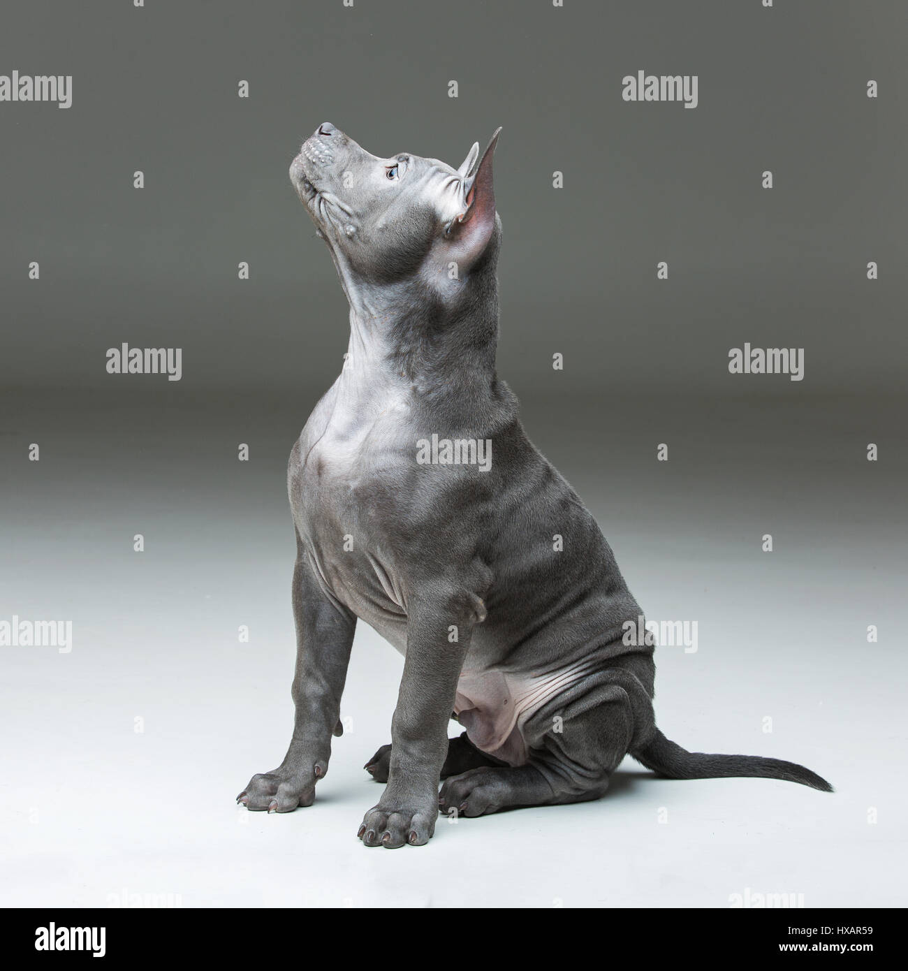 Beautiful blue thai ridgeback 3 months old puppy over grey background ...