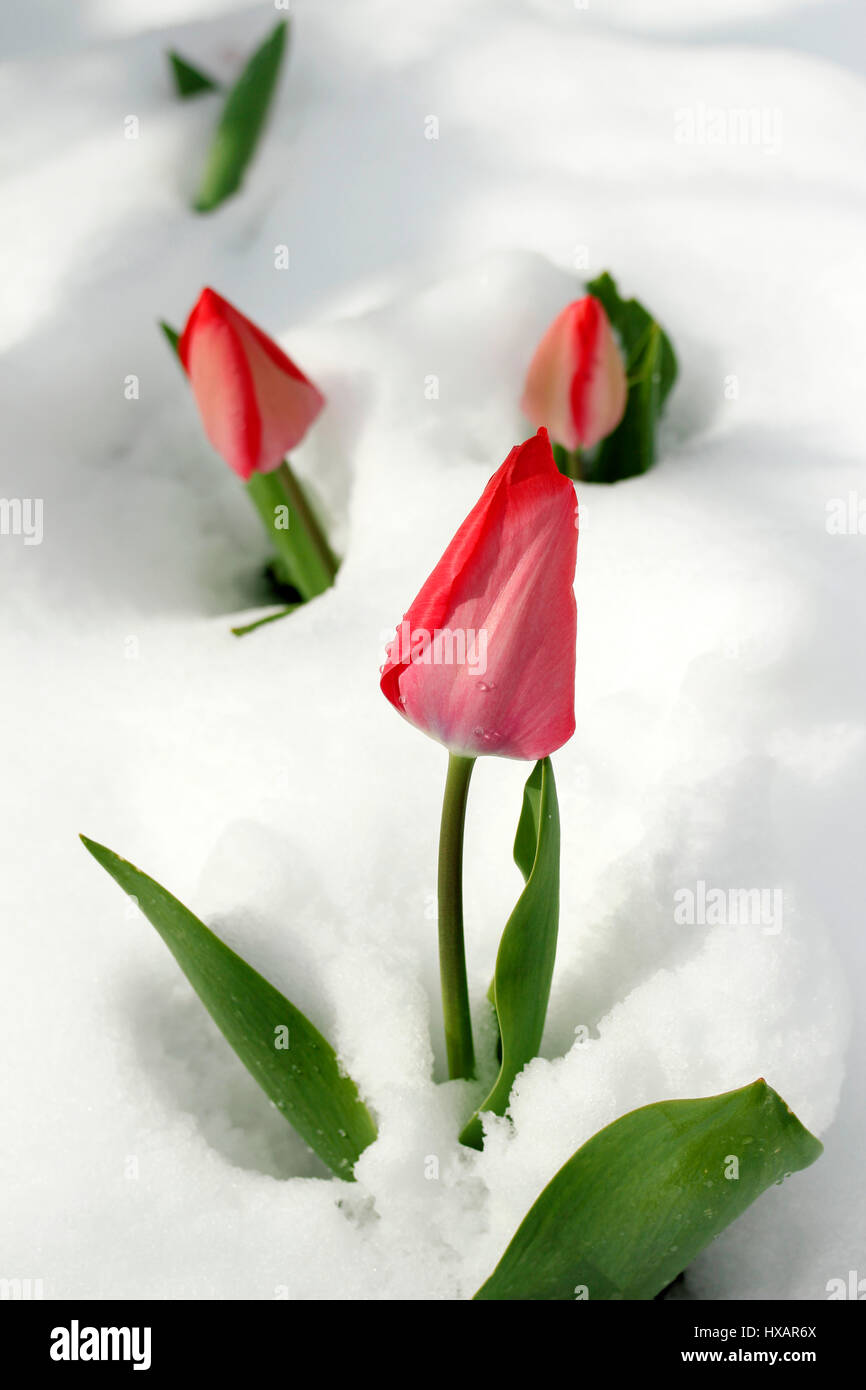 Snowing flower petals hi-res stock photography and images - Alamy