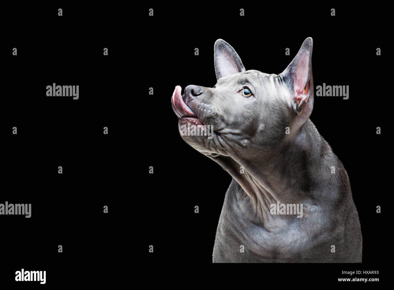 Beautiful blue thai ridgeback 3 months old puppy over black background ...