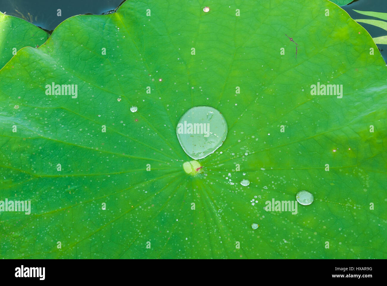 Closeup to Clear Dew on Green Lotus Leaf Stock Photo - Alamy