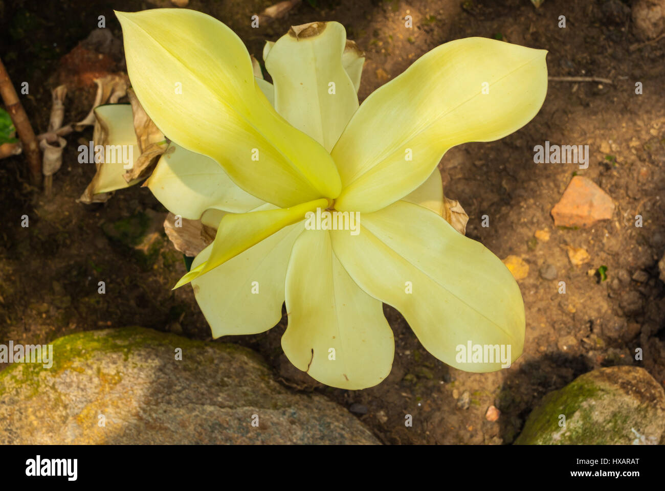 Closeup to Yellow Michelia Alba x Michelia Champaca/ Michelia Hybrid ...