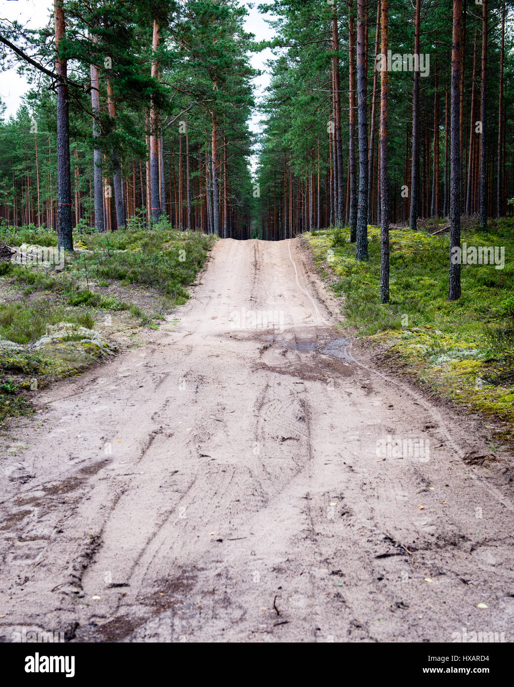 simple country road in summer at countryside with trees around Stock ...