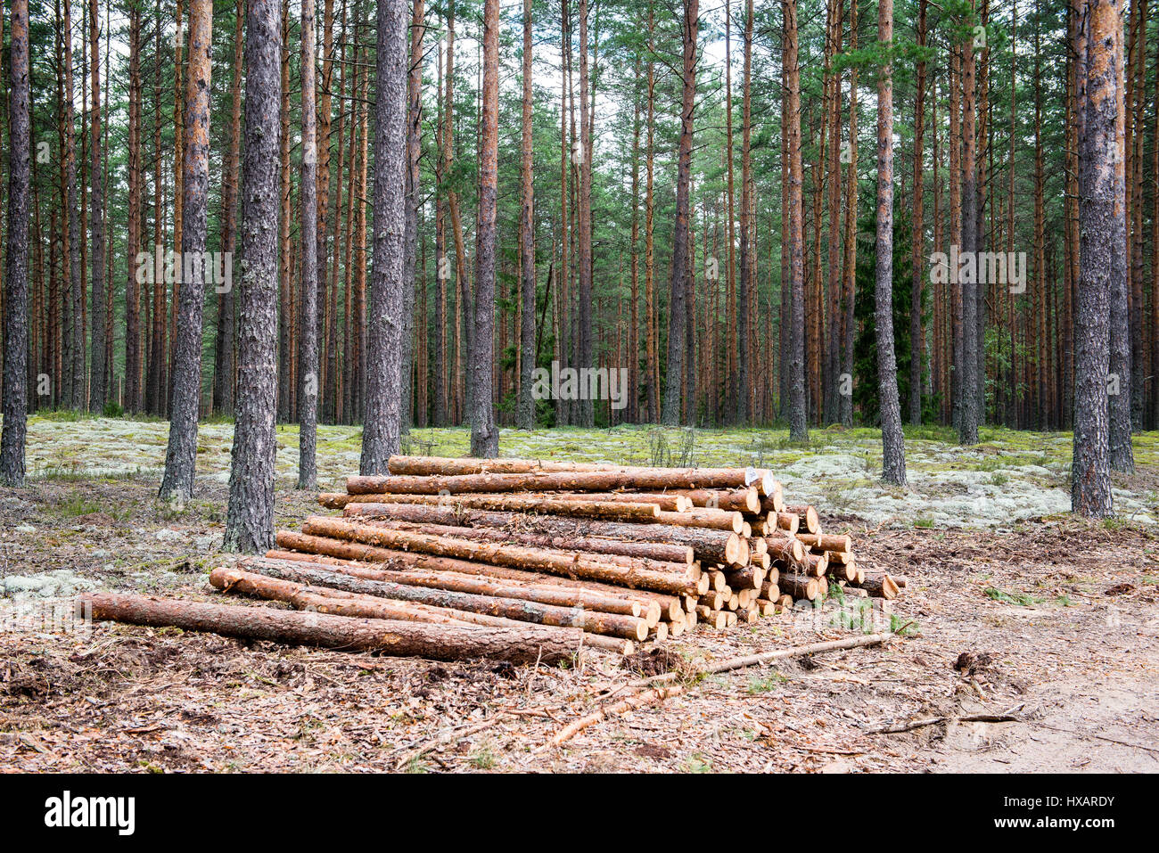 A big pile of wood in a forest road Stock Photo - Alamy