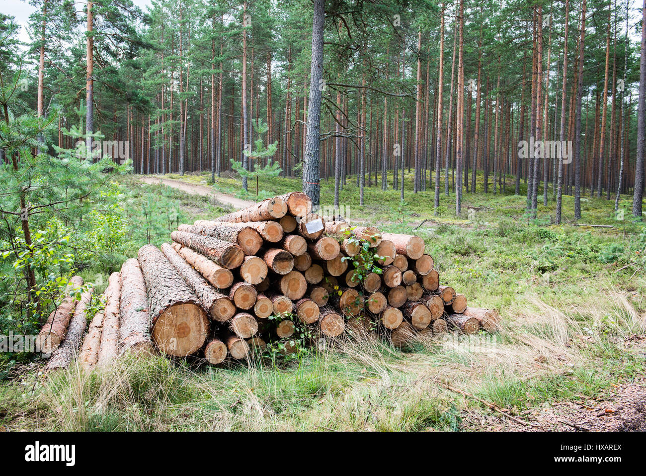 A big pile of wood in a forest road Stock Photo - Alamy