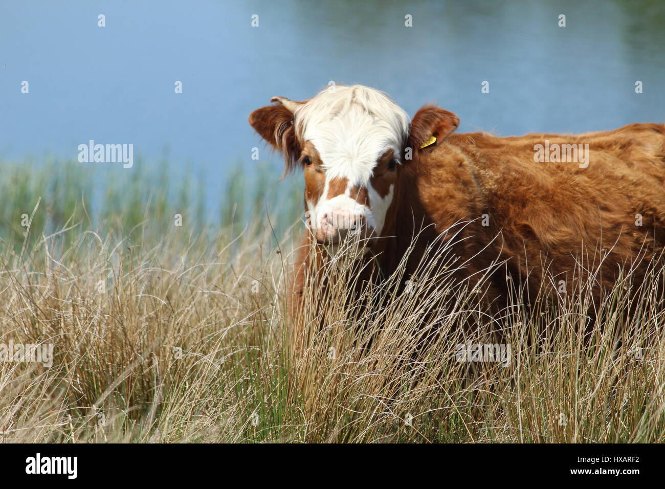 brow and white cow in long grass with lake in background Stock Photo ...