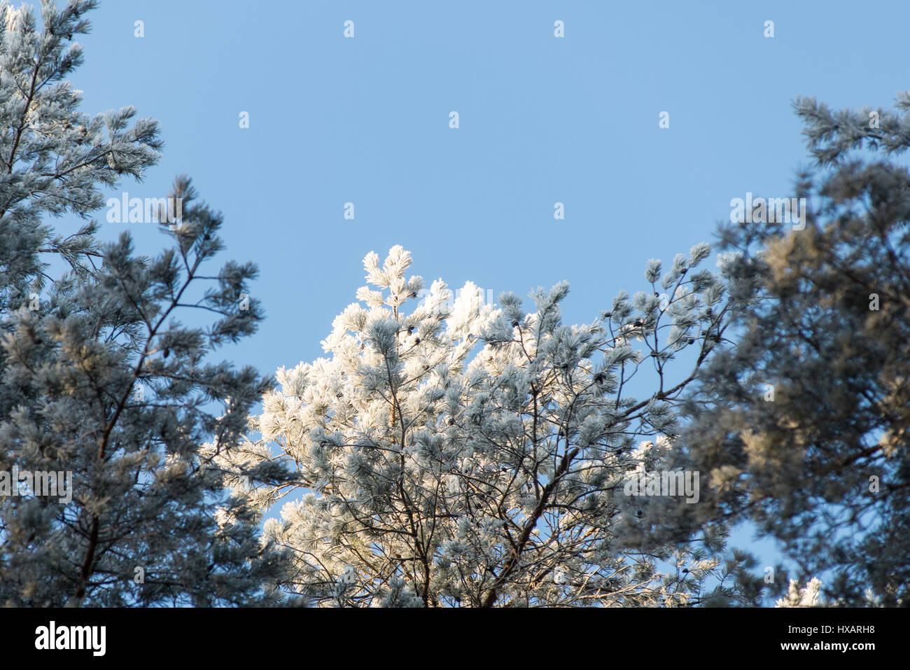 christmas background of snowy forest, frosted tree tops on sky Stock ...