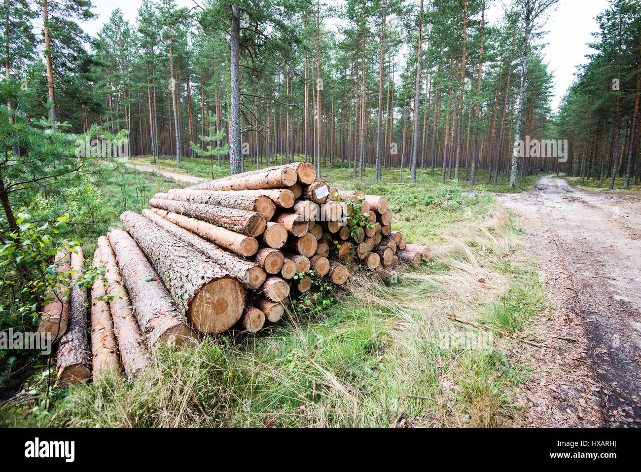 A big pile of wood in a forest road Stock Photo - Alamy