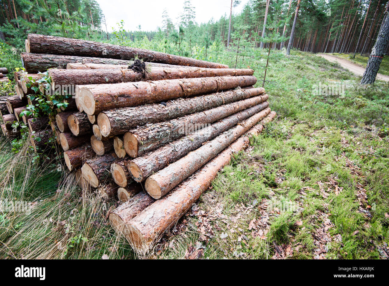 A big pile of wood in a forest road Stock Photo - Alamy