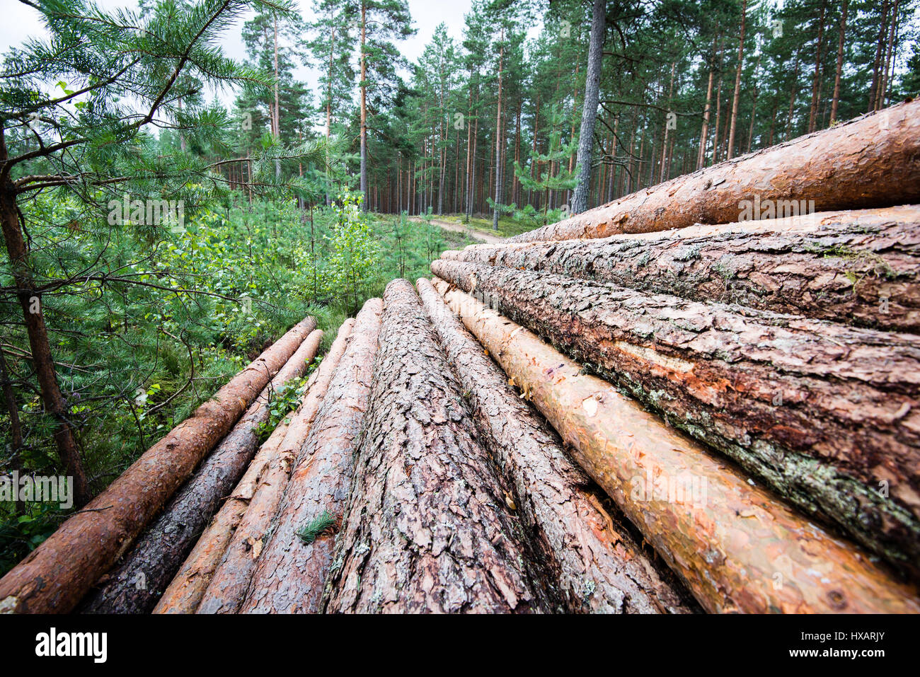 A big pile of wood in a forest road Stock Photo - Alamy