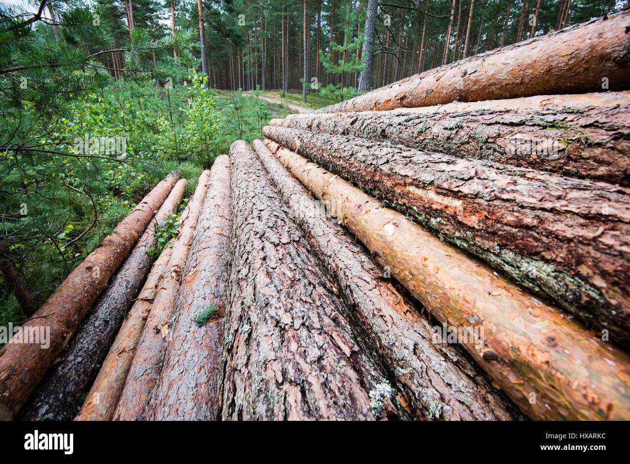 A big pile of wood in a forest road Stock Photo - Alamy