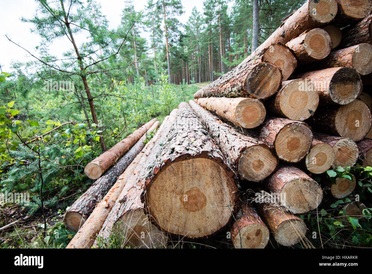 A big pile of wood in a forest road Stock Photo - Alamy