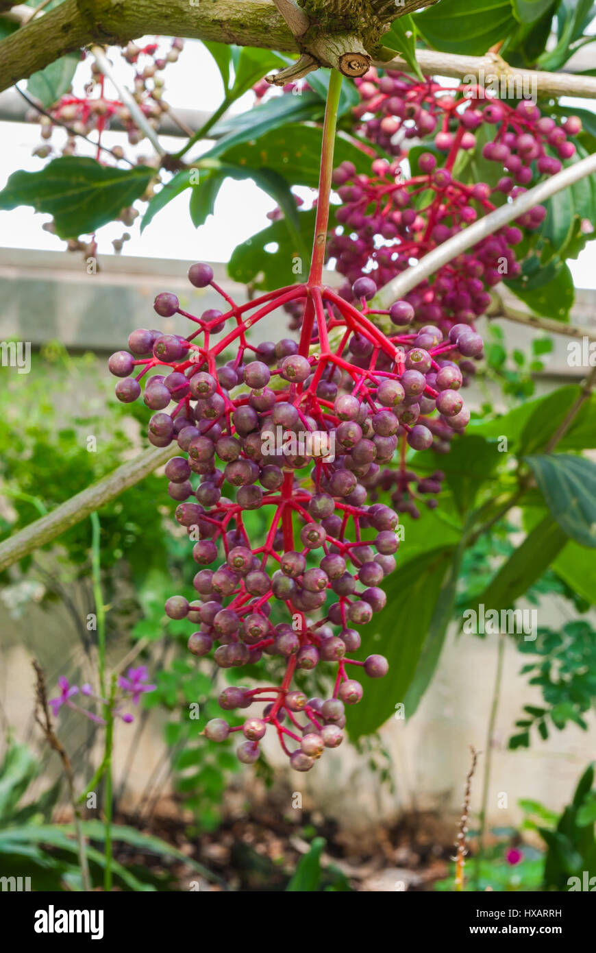 Closeup to Hanging Bunch of Nodding Clerodendron/ Clerodendrum ...