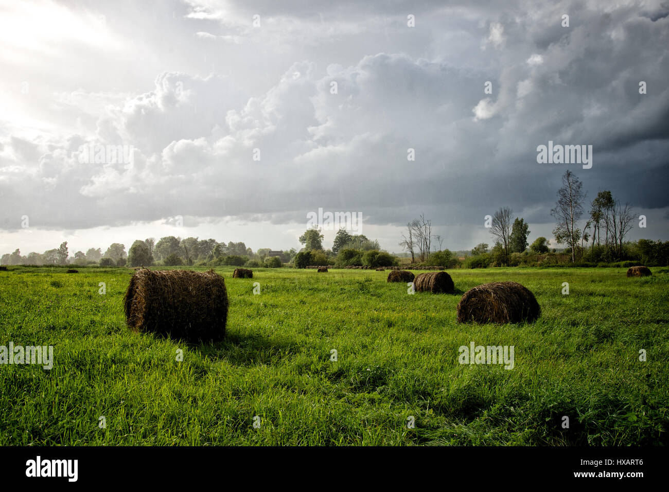 meadow in the rain Stock Photo - Alamy