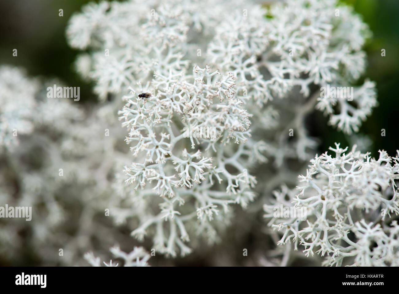 white moss on green background in wet forest Stock Photo - Alamy