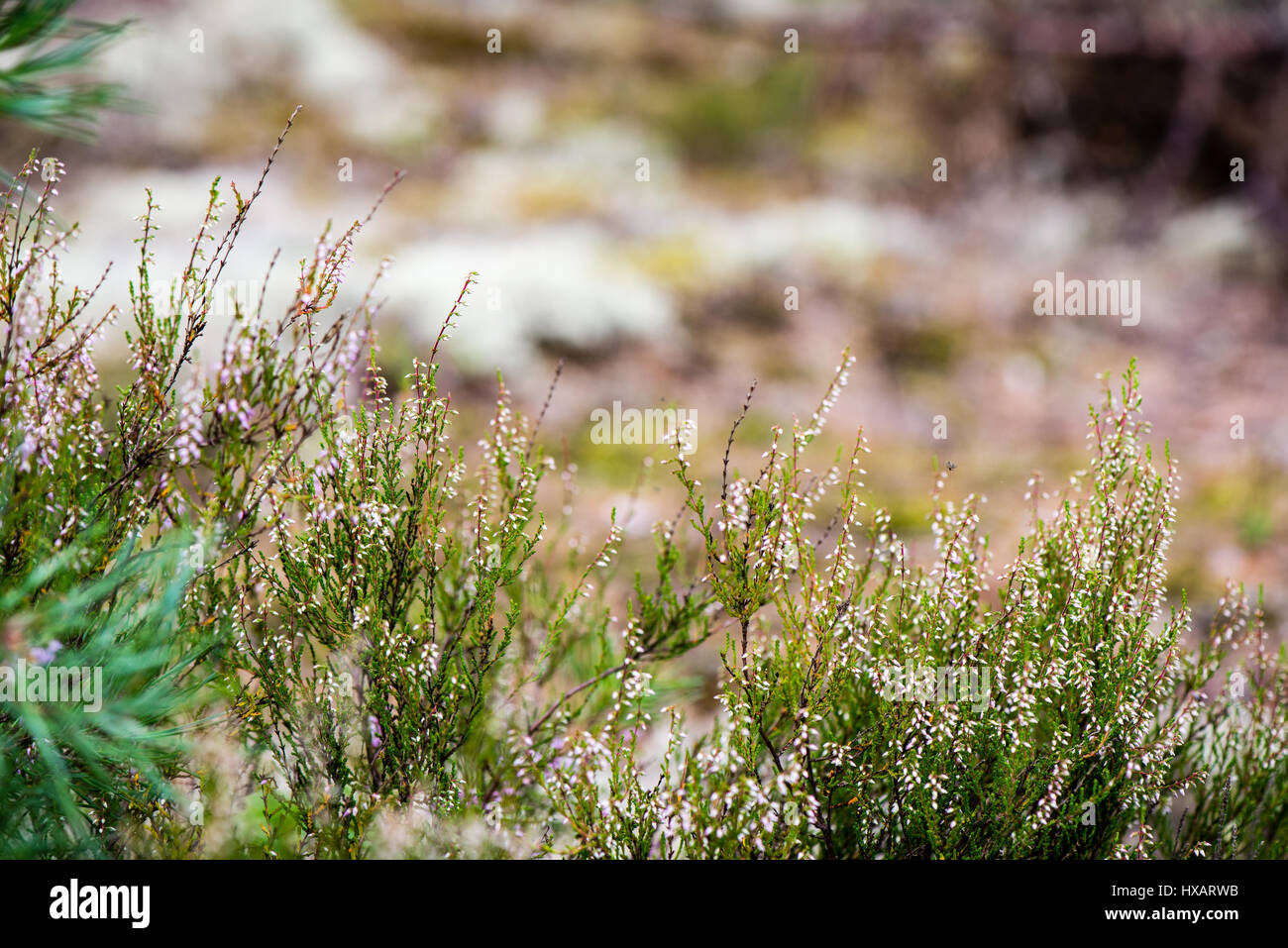 white moss on green background in wet forest Stock Photo - Alamy
