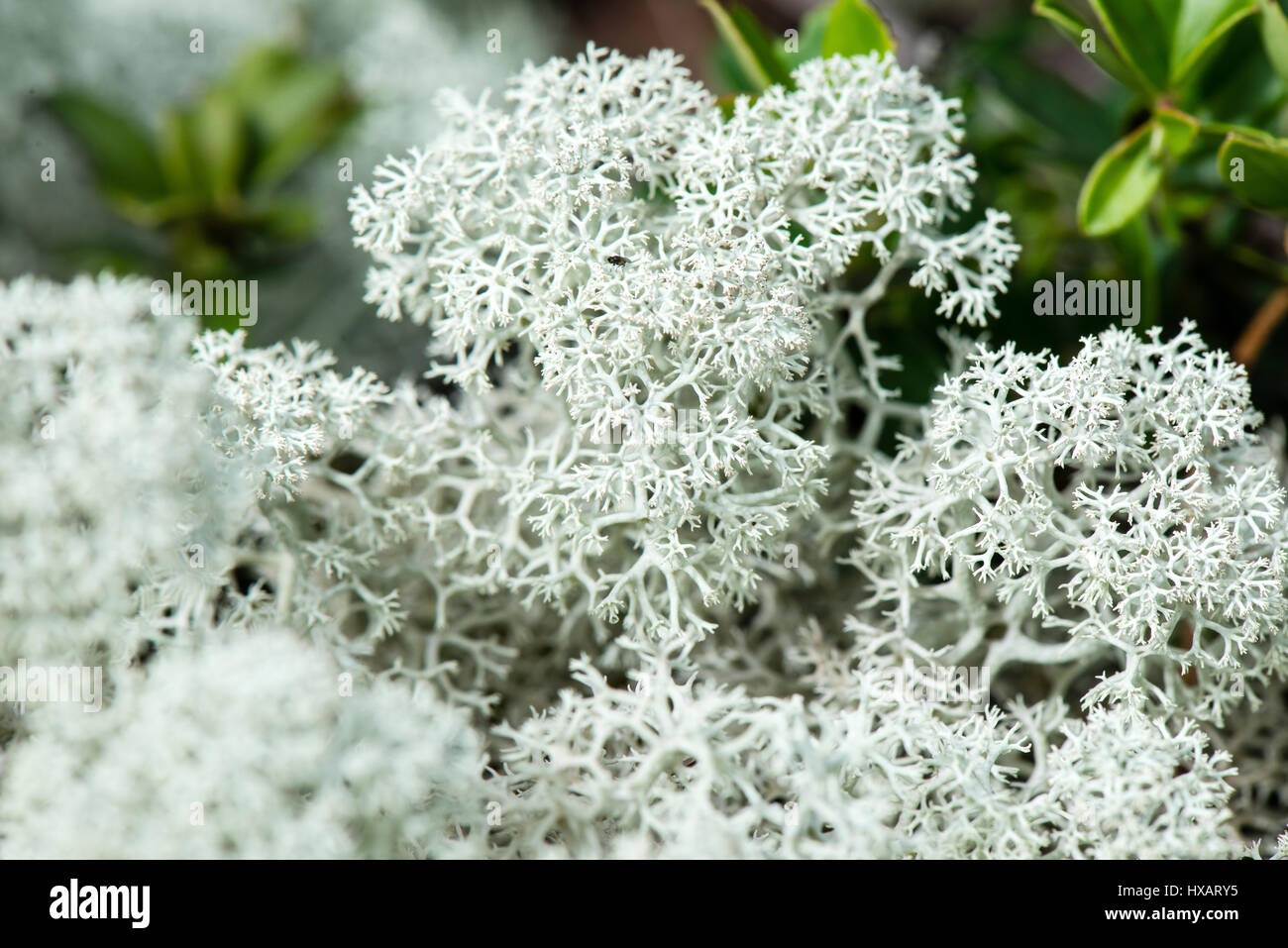 white moss on green background in wet forest Stock Photo - Alamy
