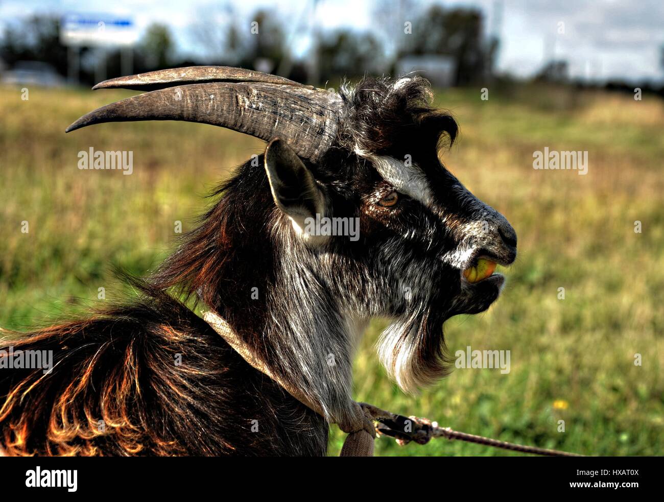 goat mottled with black spots and large sharp horns eating an Apple ...