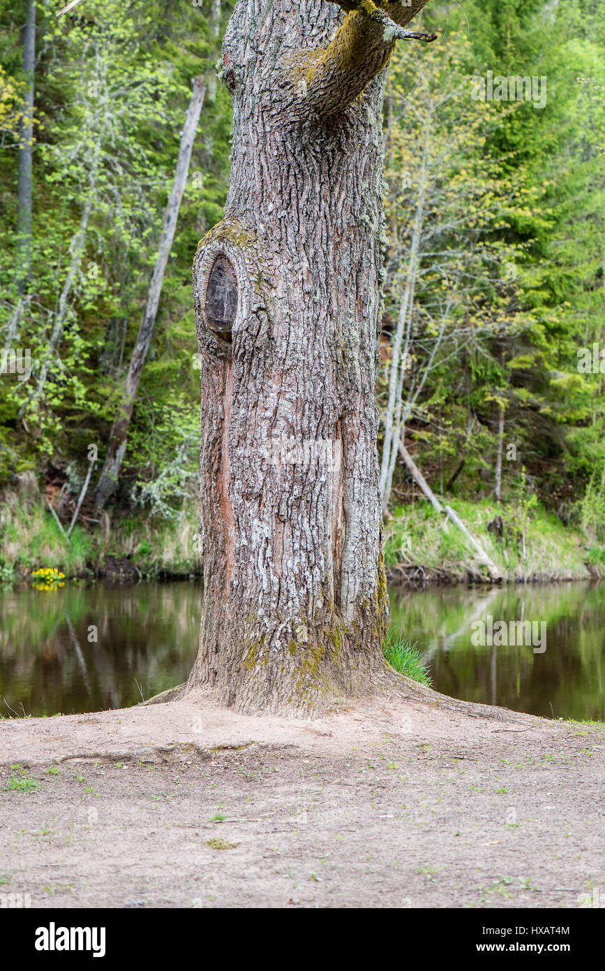 Trunks of trees in green forest with grass and leaves un summer Stock ...