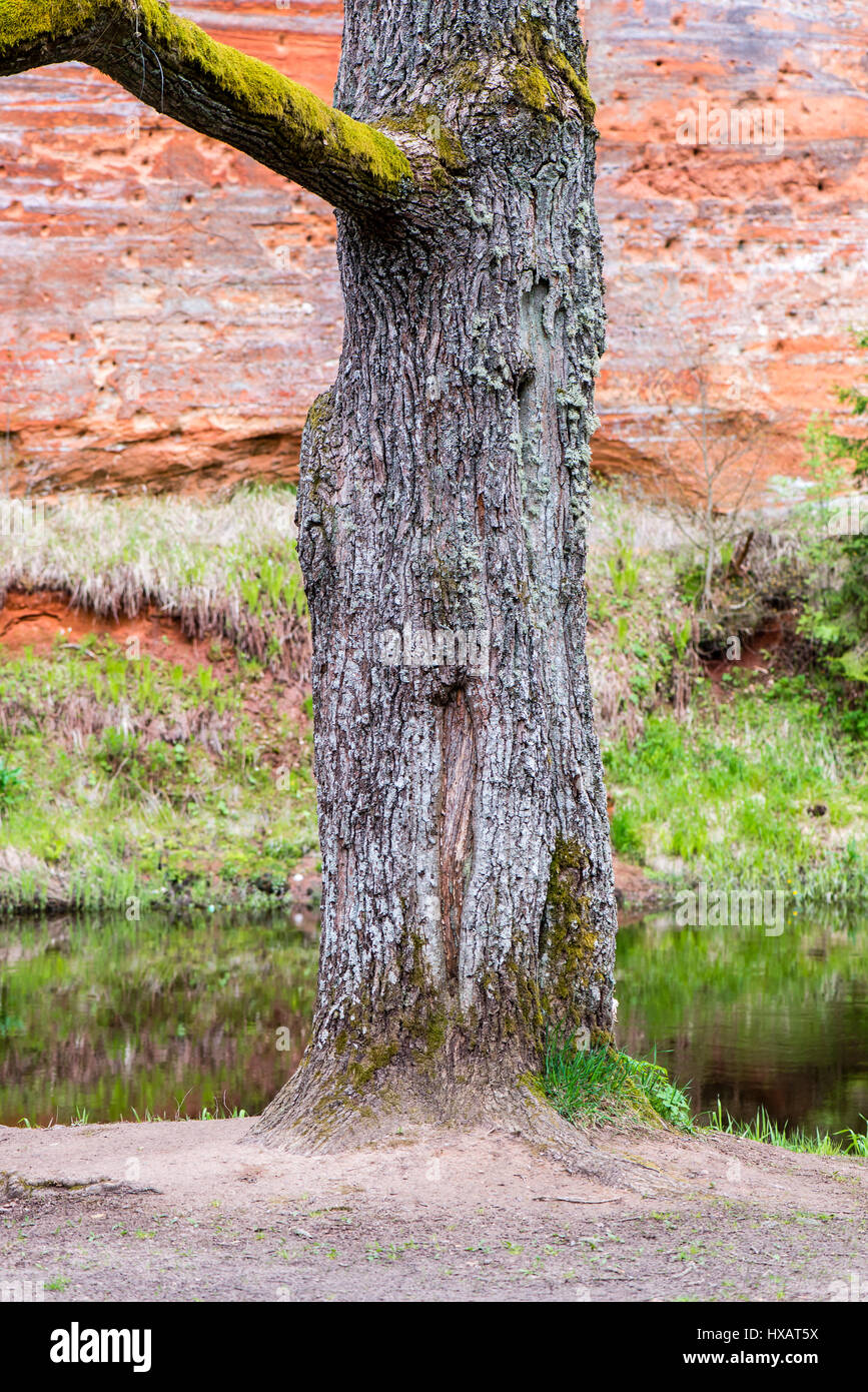 Trunks of trees in green forest with grass and leaves un summer Stock ...