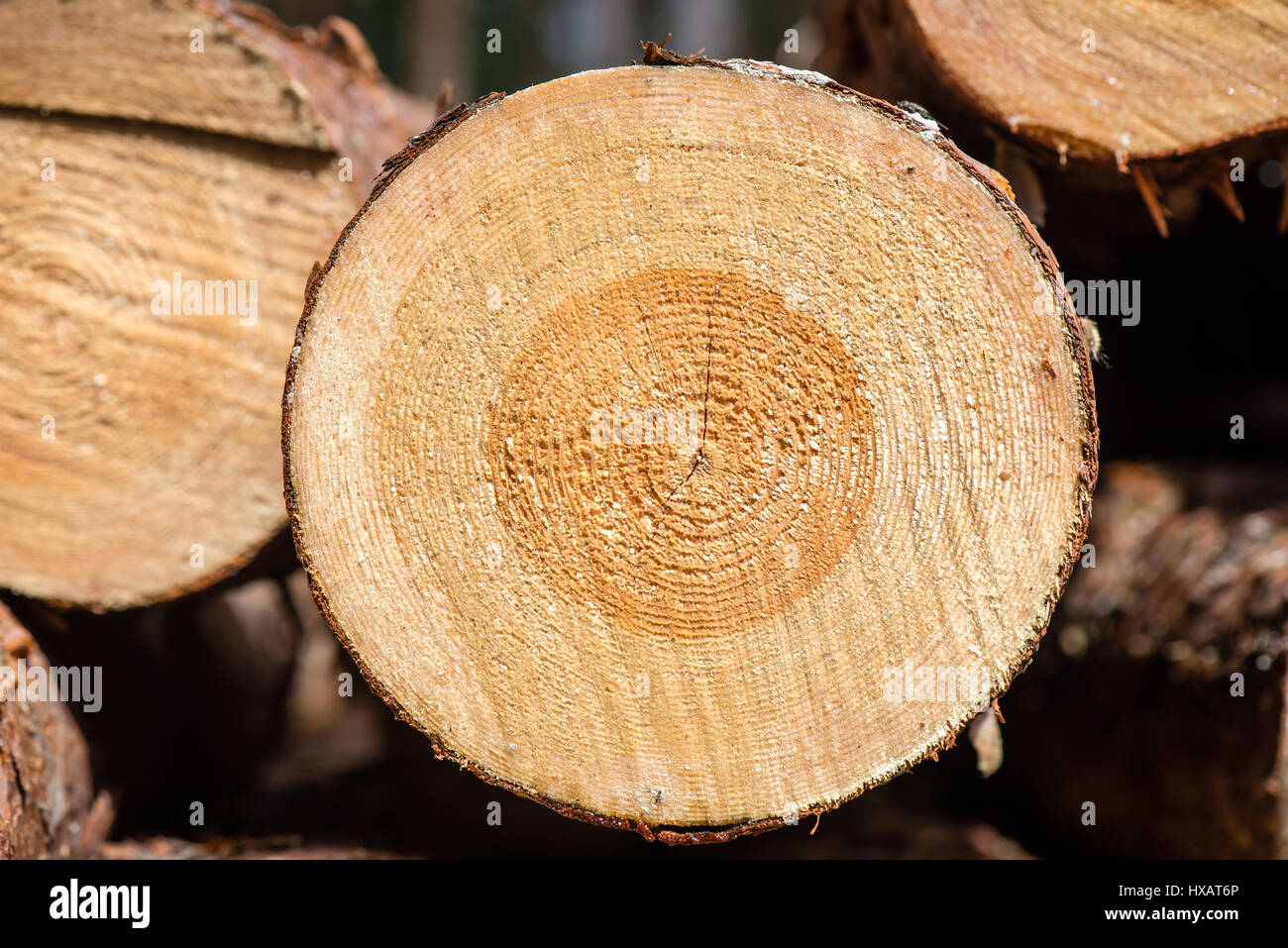 A big pile of wood in a forest road Stock Photo - Alamy