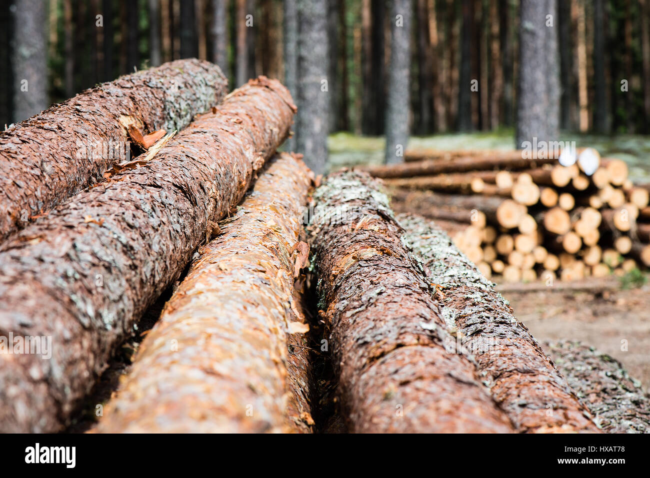 A big pile of wood in a forest road Stock Photo - Alamy