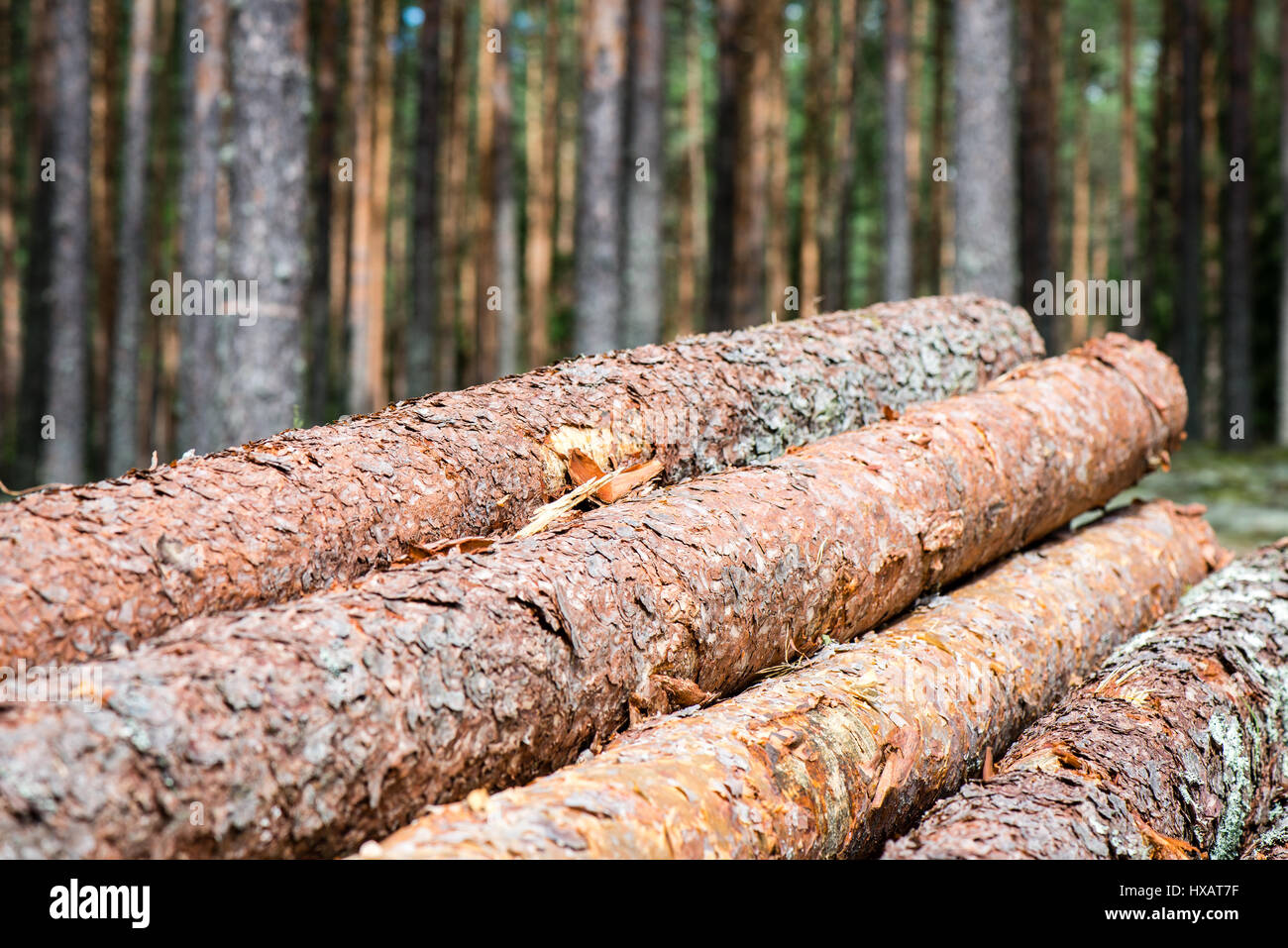 A big pile of wood in a forest road Stock Photo - Alamy
