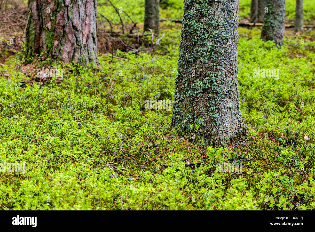 Trunks of trees in green forest with grass and leaves un summer Stock ...