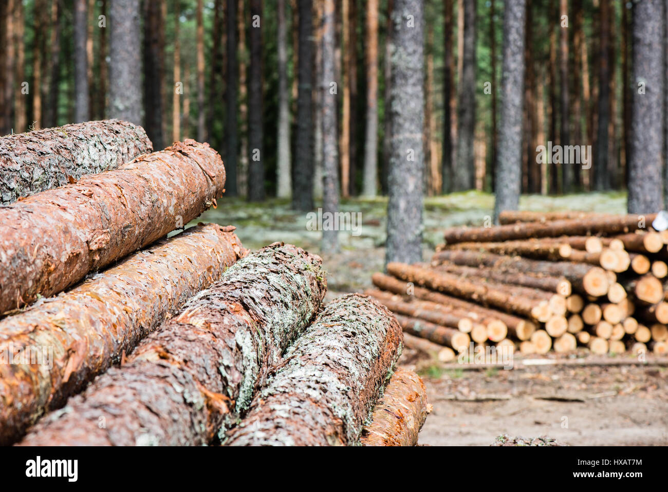 A big pile of wood in a forest road Stock Photo - Alamy
