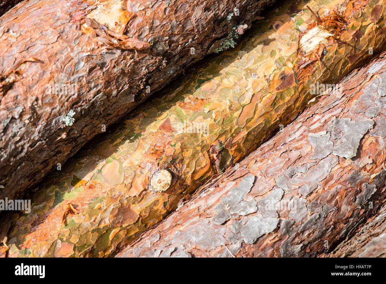 A big pile of wood in a forest road Stock Photo - Alamy