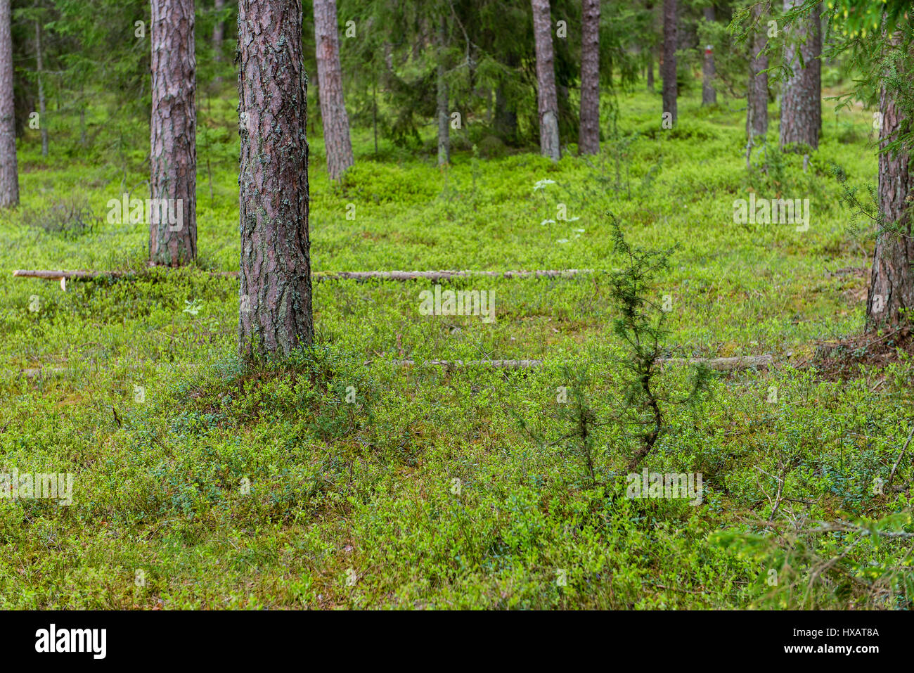 Trunks of trees in green forest with grass and leaves un summer Stock ...