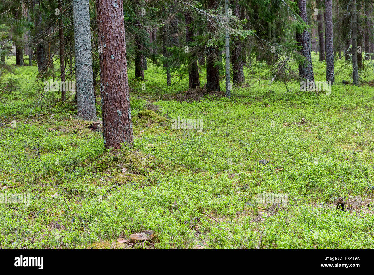Trunks of trees in green forest with grass and leaves un summer Stock ...