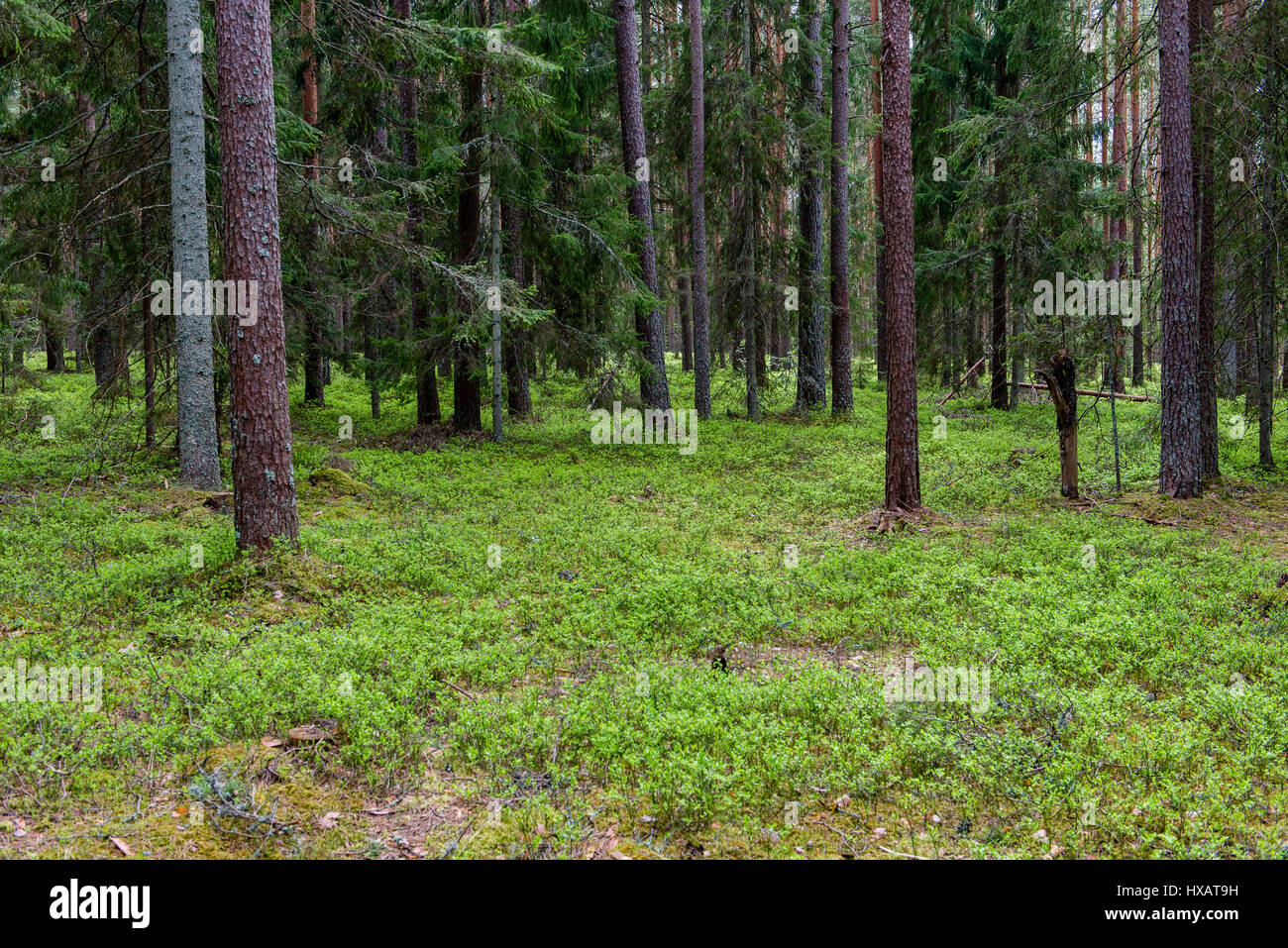 Trunks of trees in green forest with grass and leaves un summer Stock ...