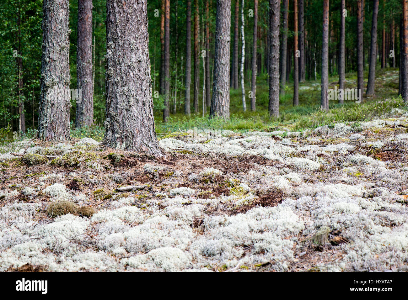 white moss forest trees. nature green wood sunlight backgrounds Stock ...