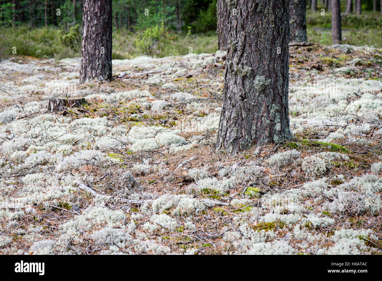 white moss forest trees. nature green wood sunlight backgrounds Stock ...