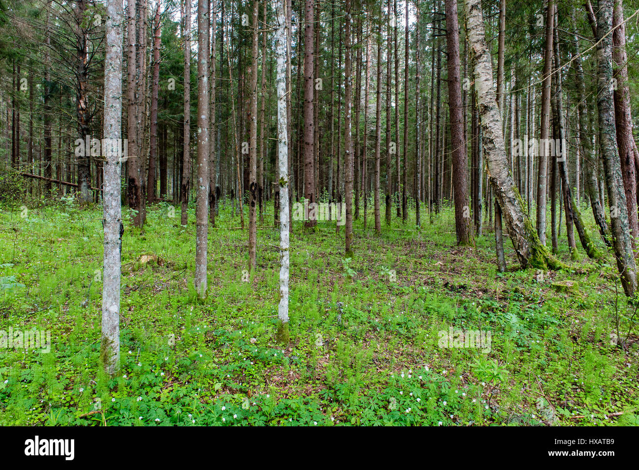 Trunks of trees in green forest with grass and leaves un summer Stock ...